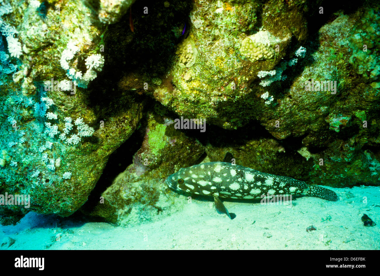 The red sea is seawater inlet of the indian ocean hi-res stock ...