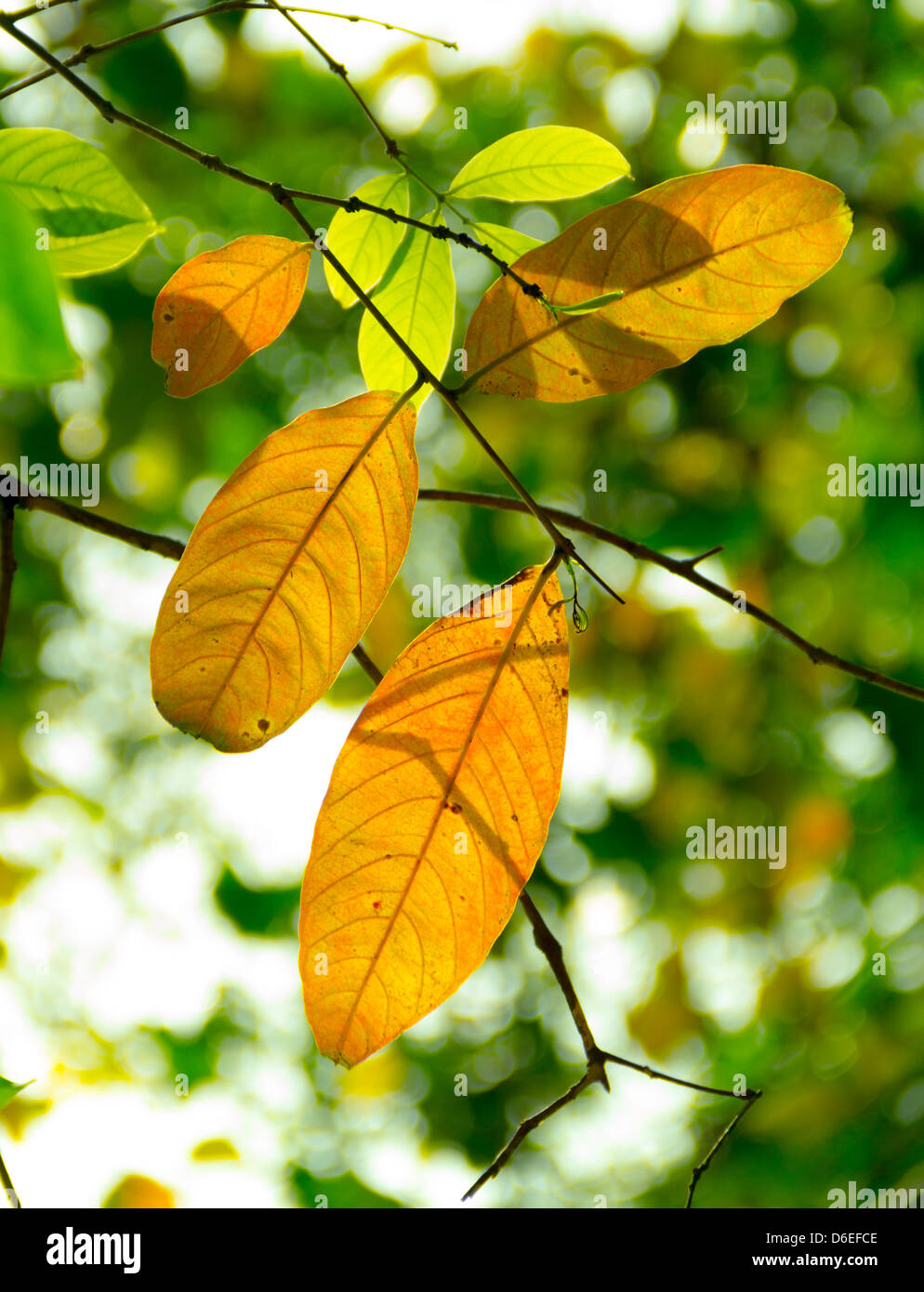 Branches and leaf hi-res stock photography and images - Alamy