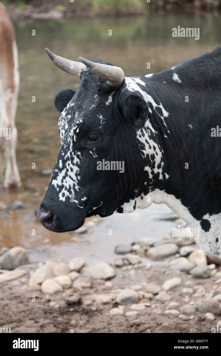 Portrait of a cow grazing Stock Photo - Alamy
