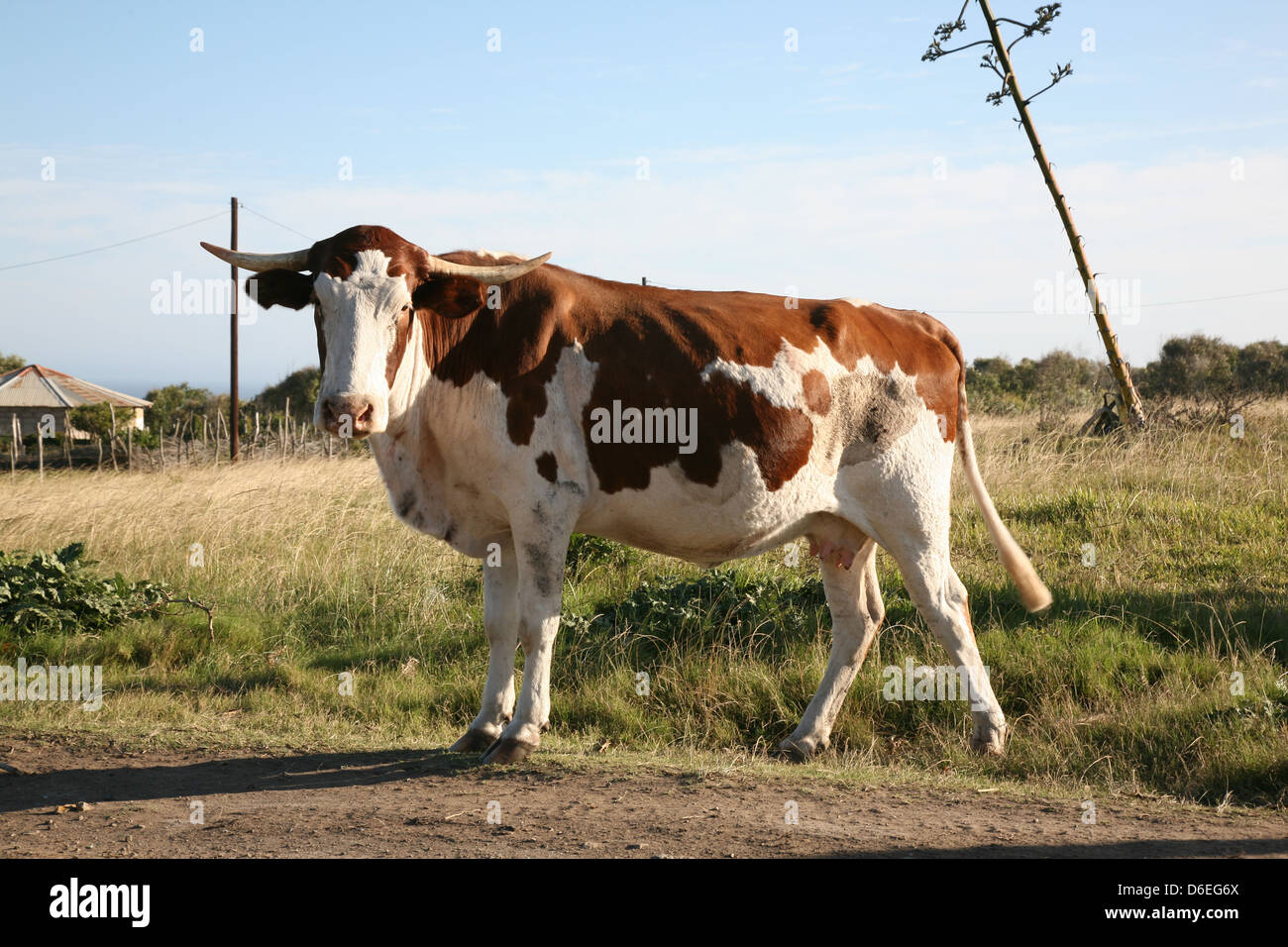 Pippa cow hi-res stock photography and images - Alamy