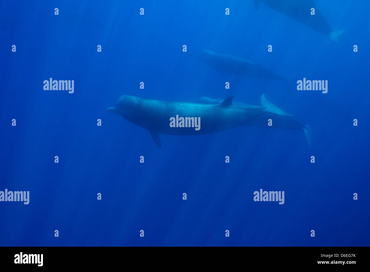 Northern Bottlenose Whale ( Hyperoodon Ampullatus Stock Photo - Alamy Northern Bottlenose Whale ( Hyperoodon Ampullatus Stock Photo - Alamy