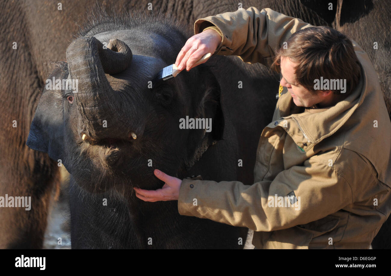 A staff member of the zoo Hanover takes care of the sensitive skin of ...