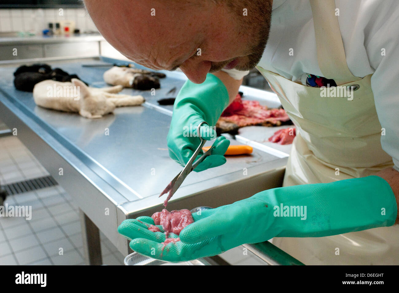Veterinary pathologist hi-res stock photography and images - Alamy