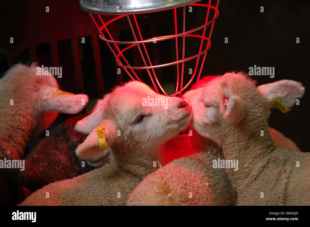 New-born lambs with heater Stock Photo - Alamy