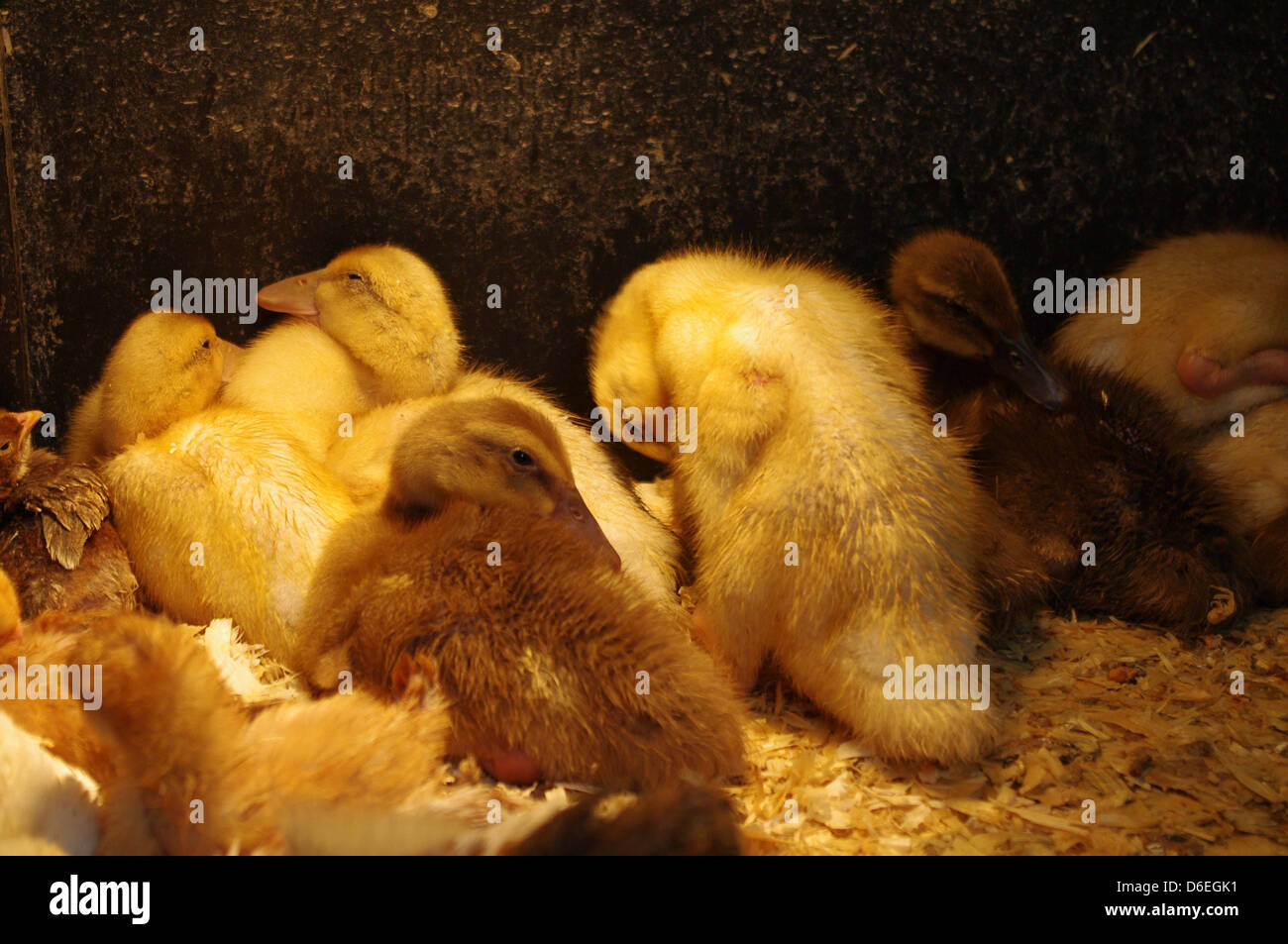Ducklings in spring hi-res stock photography and images - Alamy
