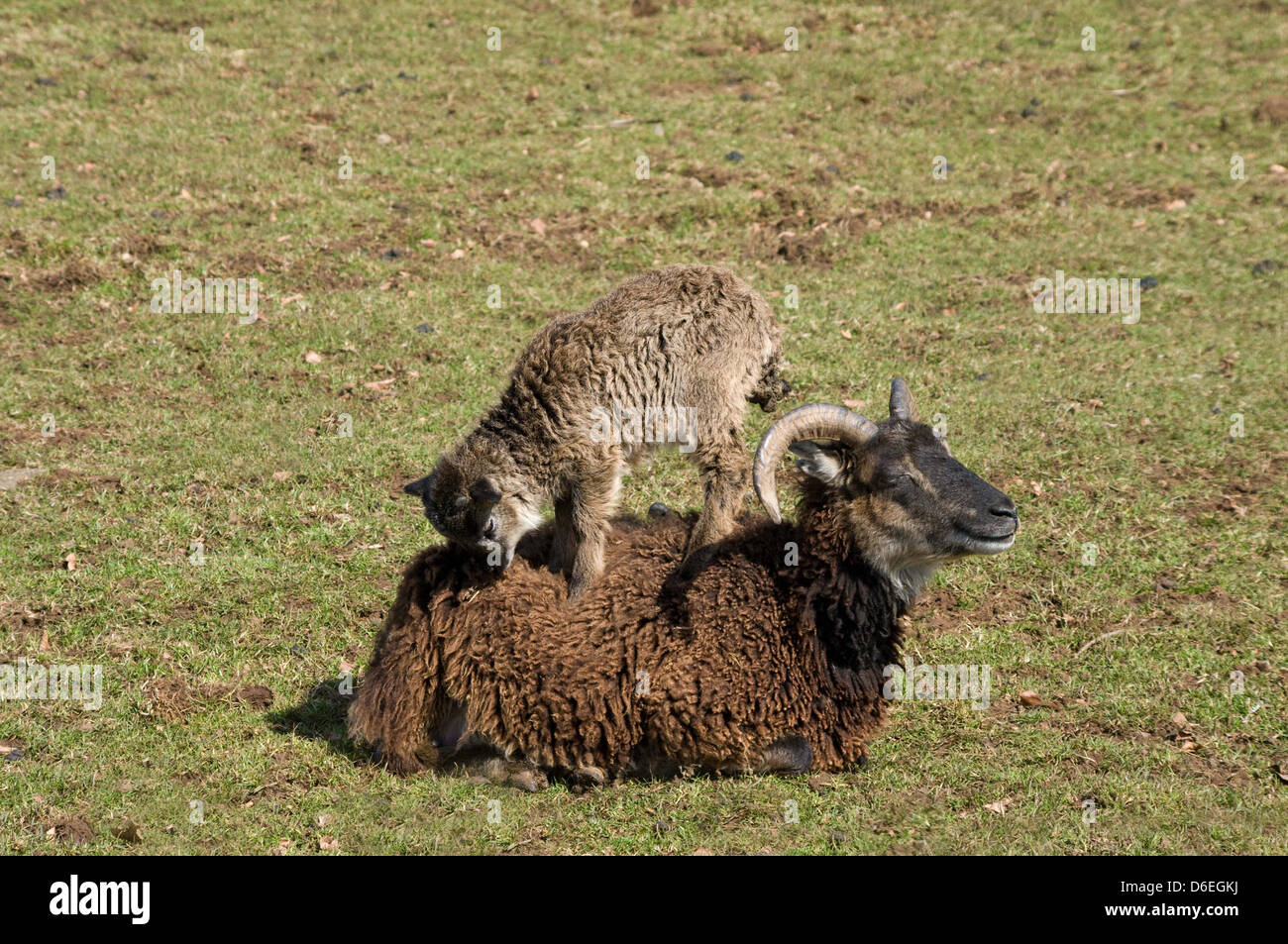 Soay Sheep Rare Breed High Resolution Stock Photography and Images - Alamy