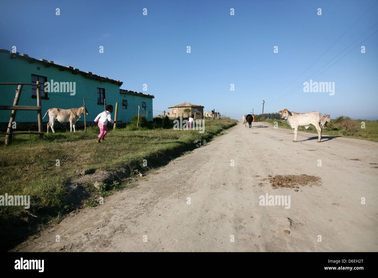 Houses in rural landscape with cows Stock Photo - Alamy