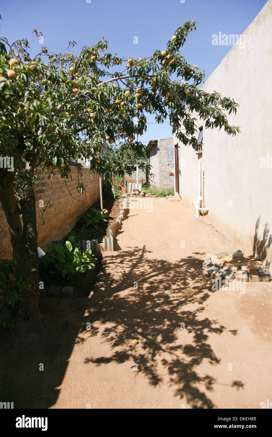 Citizens of a rural village grow their own vegetables and fruit Stock ...