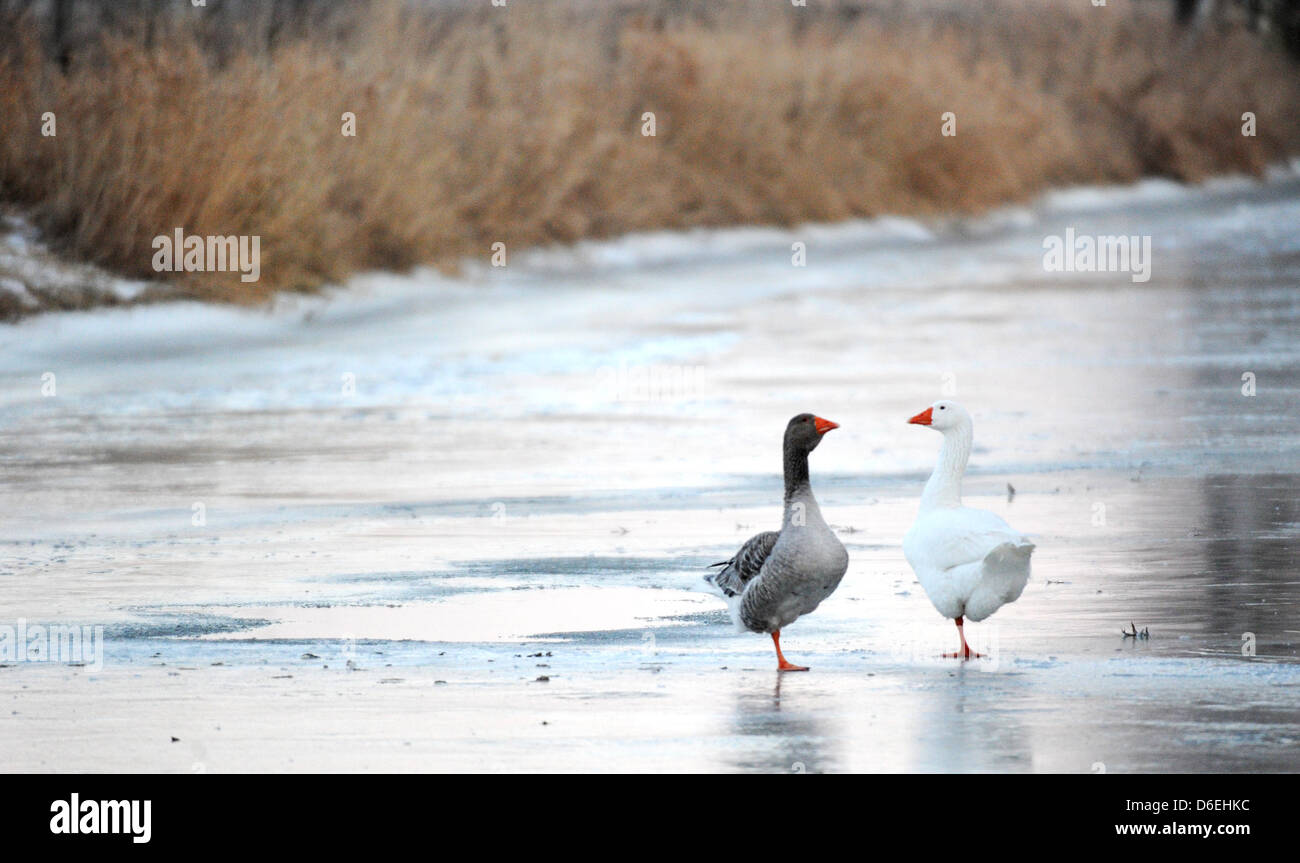 Two geese stand on the frozen surface of a river near Abbensen at minus ...