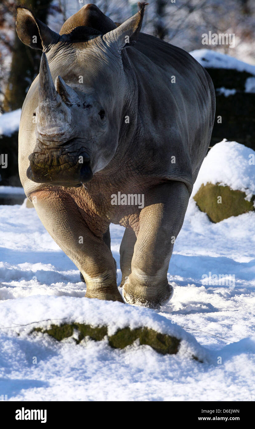 A white rhino runs through the snow in its enclosure at the zoo in ...