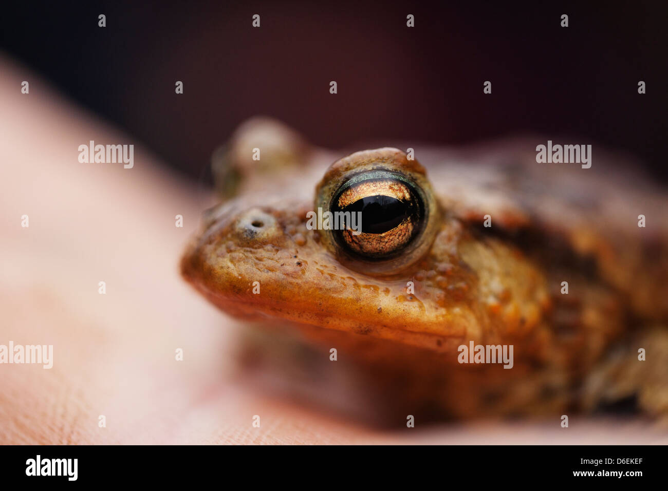 A common toad in a person's hand Stock Photo - Alamy