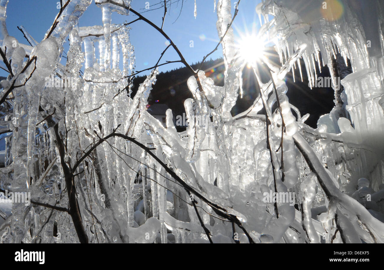 Icicles and frozen branches are pictured near Todtnau, Germany, 04 ...