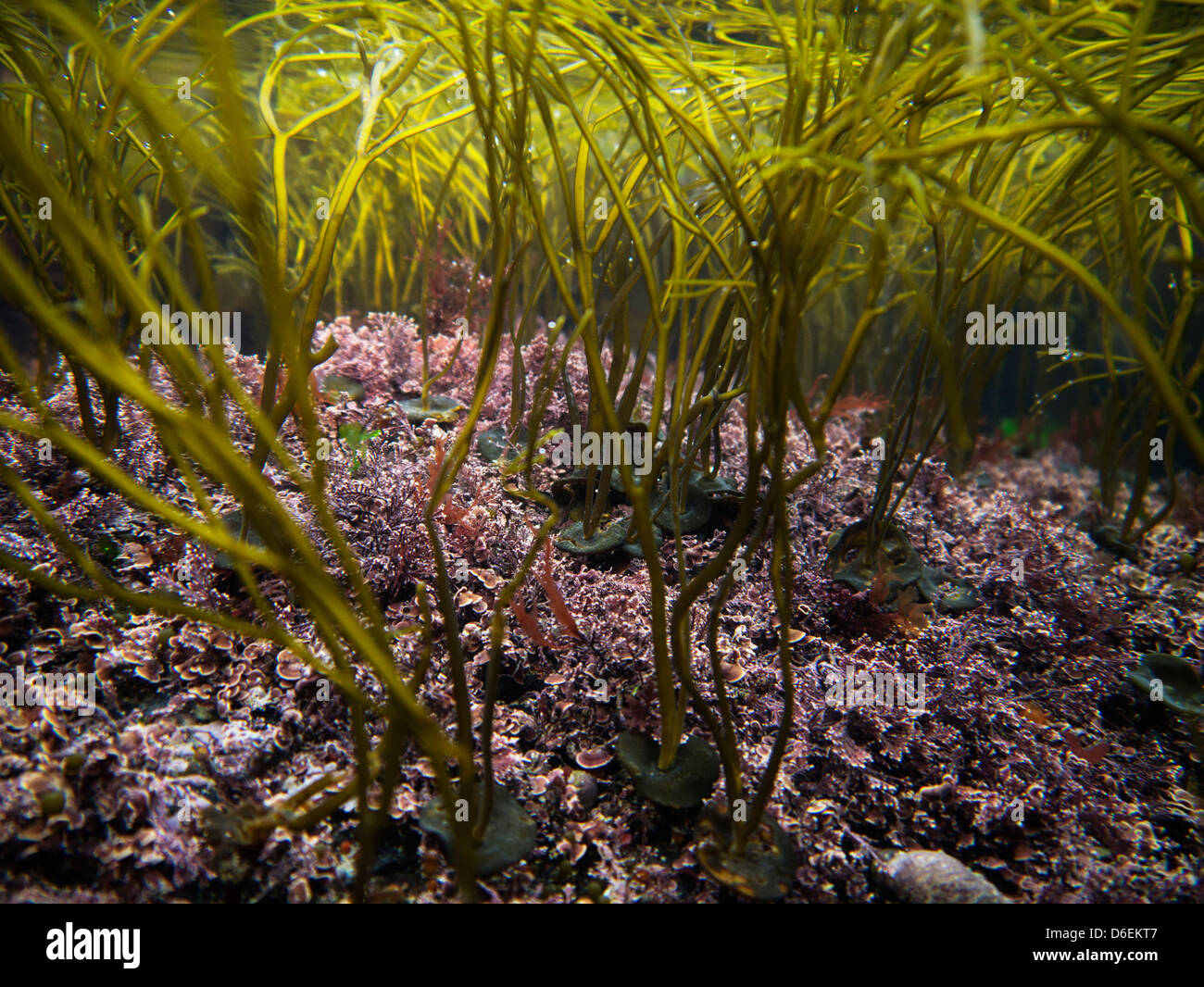 Artificial tidal pool hi-res stock photography and images - Alamy