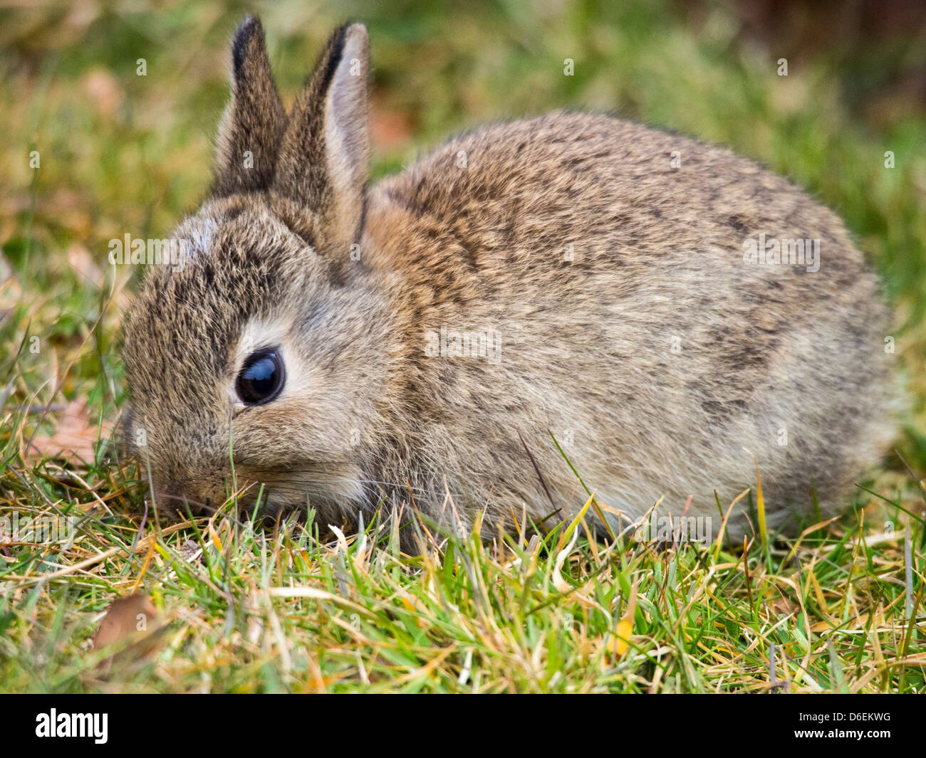 A young Rabbit grazing on Anglesey, Wales, UK Stock Photo - Alamy