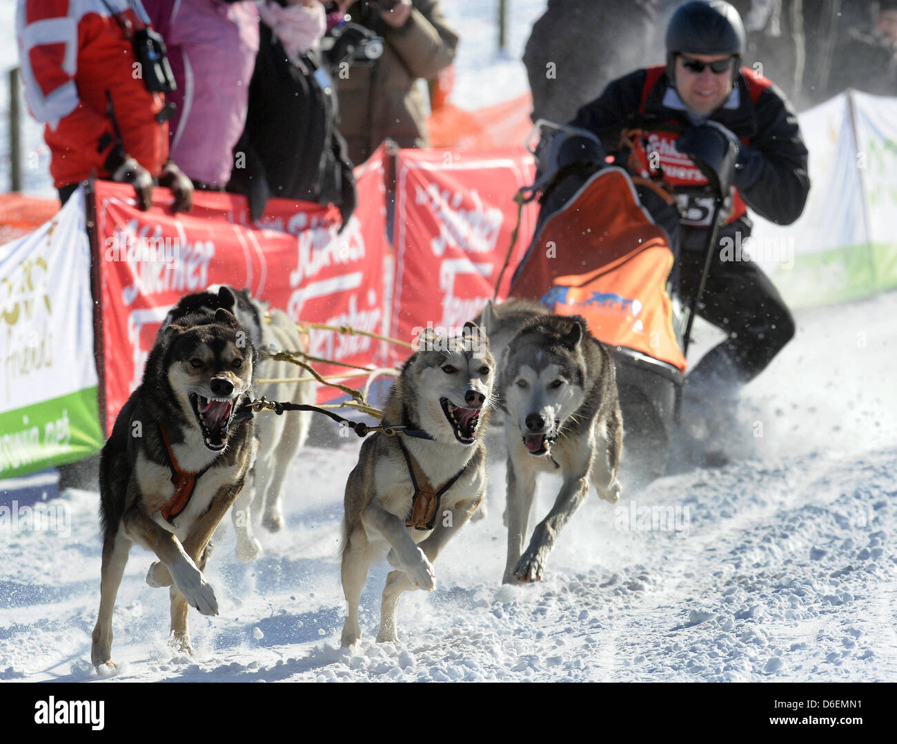 Six Siberian huskies pull the musher (pilot) on a sled during a race in ...