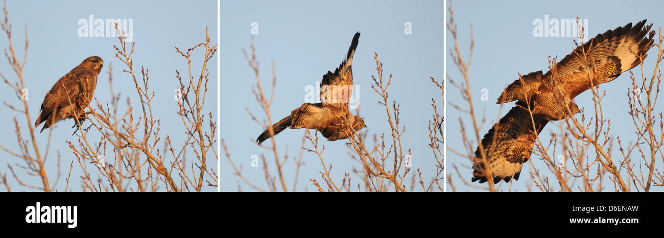 Raptorial bird hi-res stock photography and images - Alamy