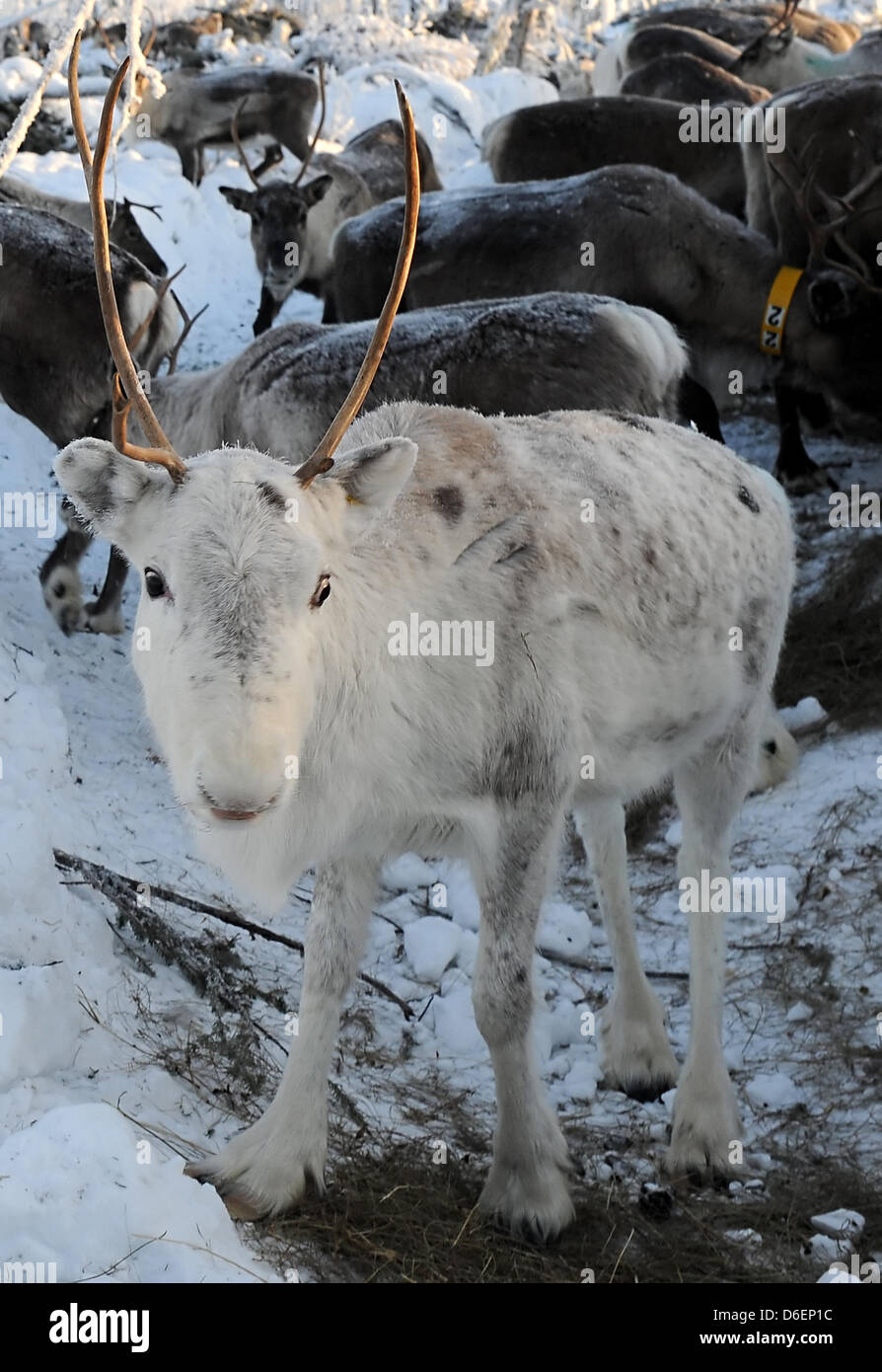 Reindeer stands in the Lapland in Pajala, Sweden, 04 February 2012. The ...