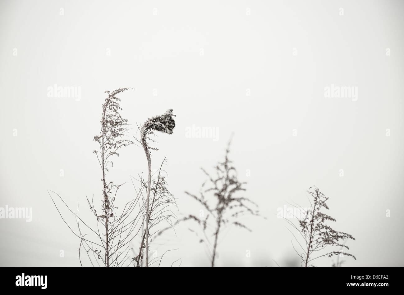Grass flower from damage Stock Photo - Alamy