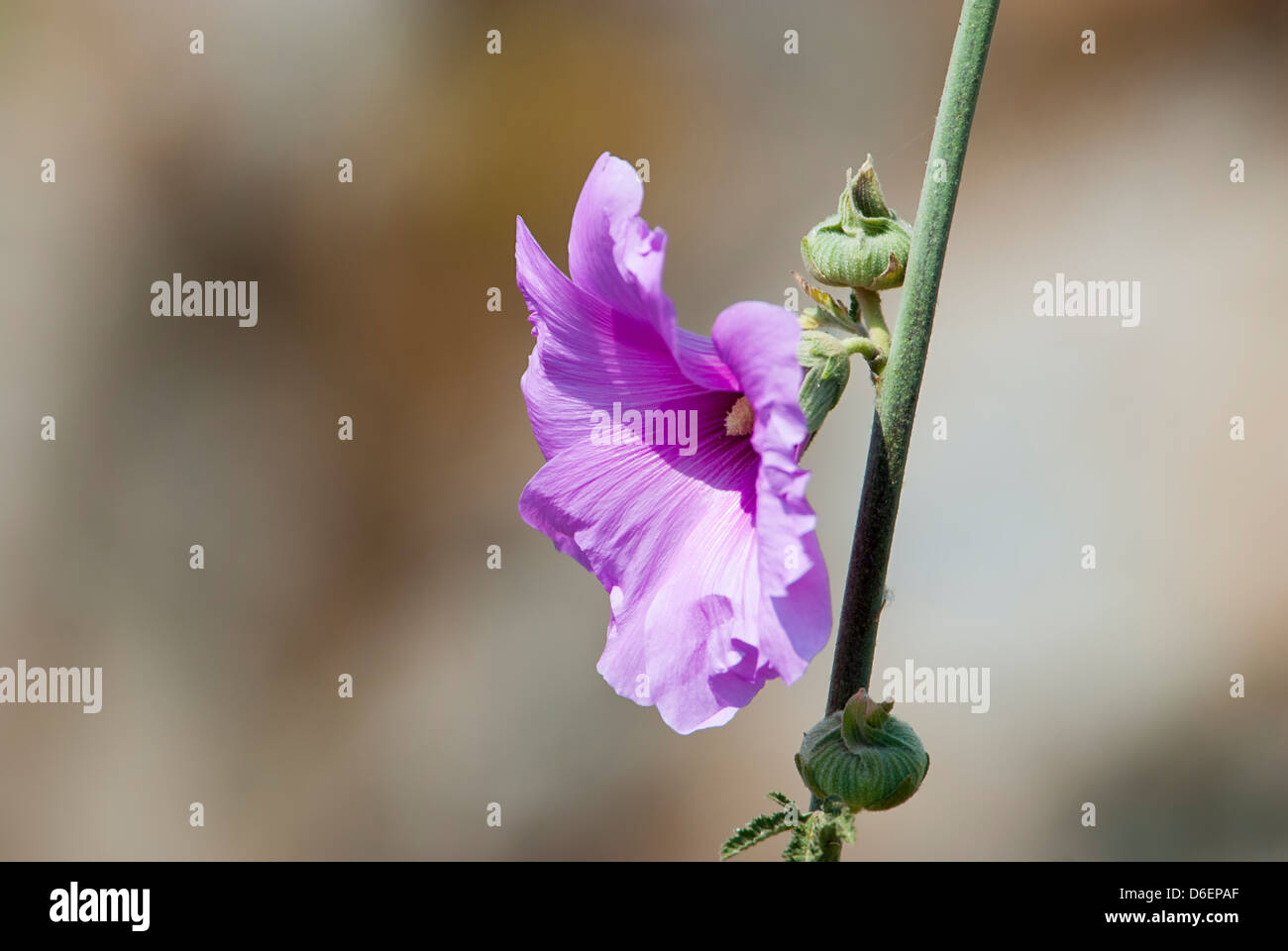 Israel, Alcea setosa - Bristly Hollyhock. growing to 3.5 m tall Stock ...