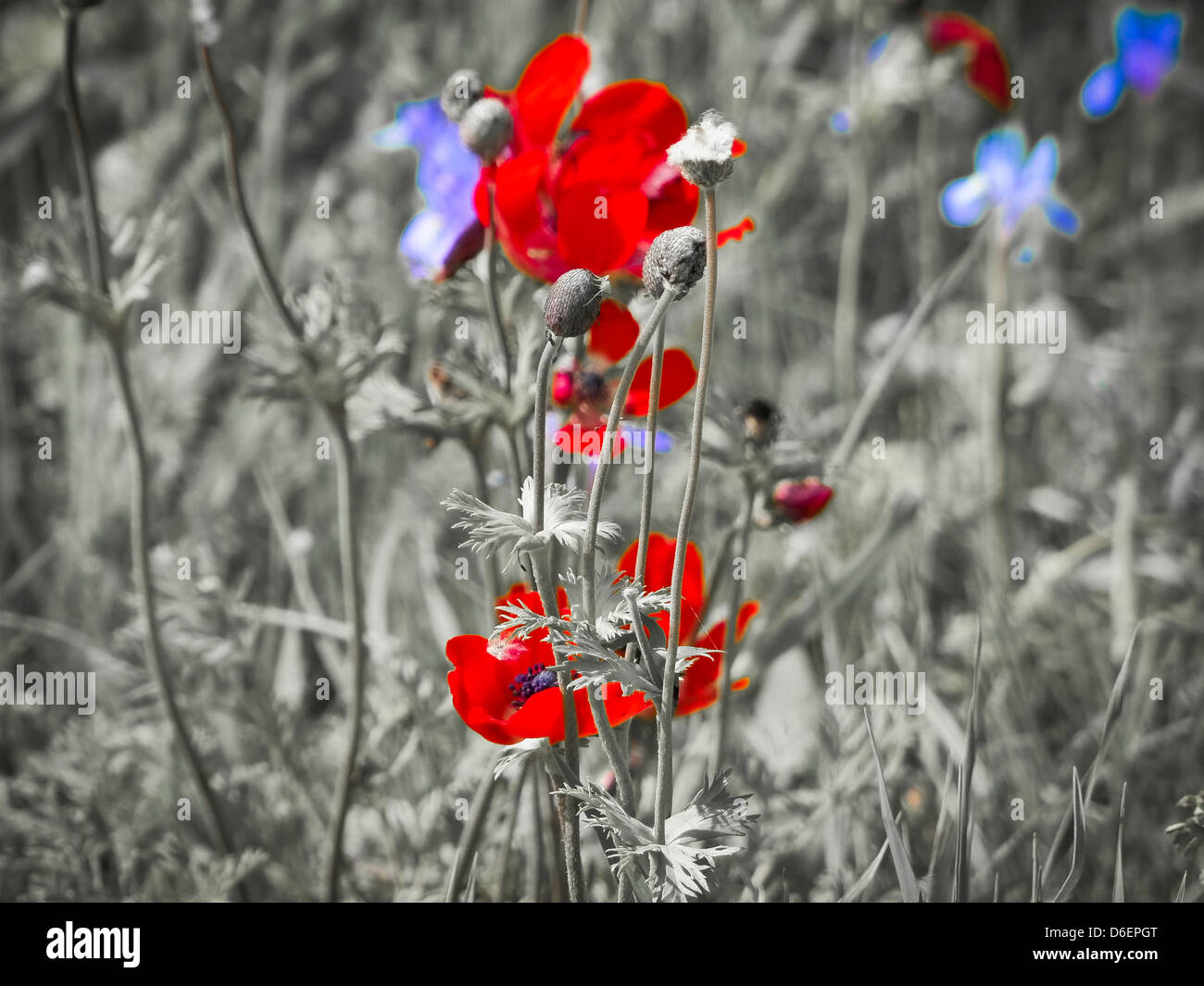 Anemone coronaria AKA Spanish marigold or Kalanit (in Hebrew ...