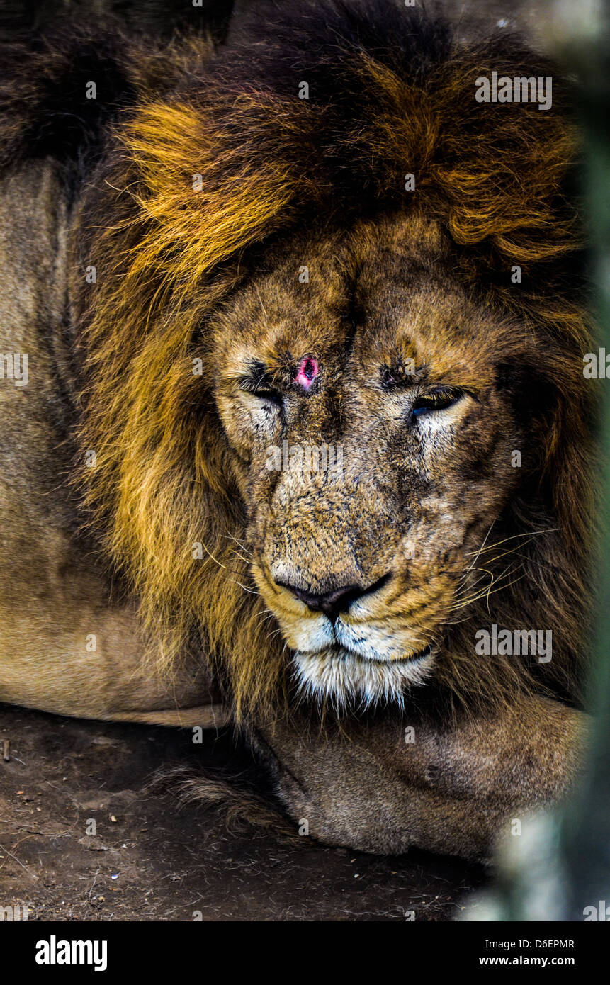 Lost the lion Stock Photo - Alamy