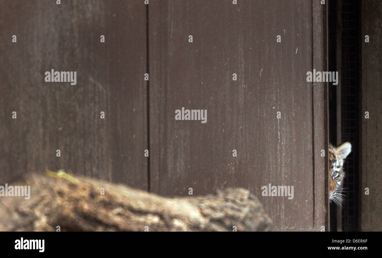 A tiger cub looks out of a door into the exterior compound for the ...