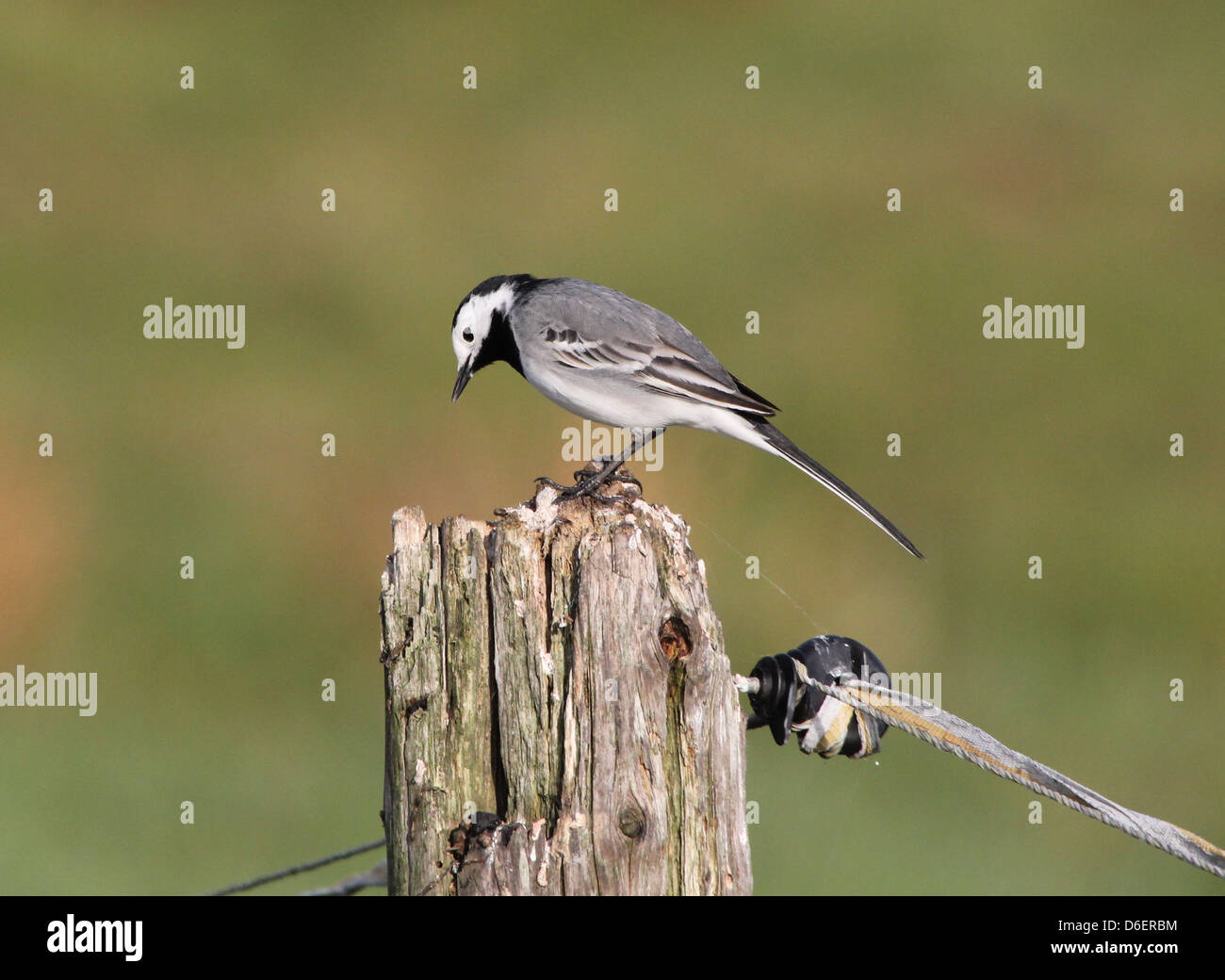 White wagtail lavandera blanca motacilla alba hi-res stock photography ...