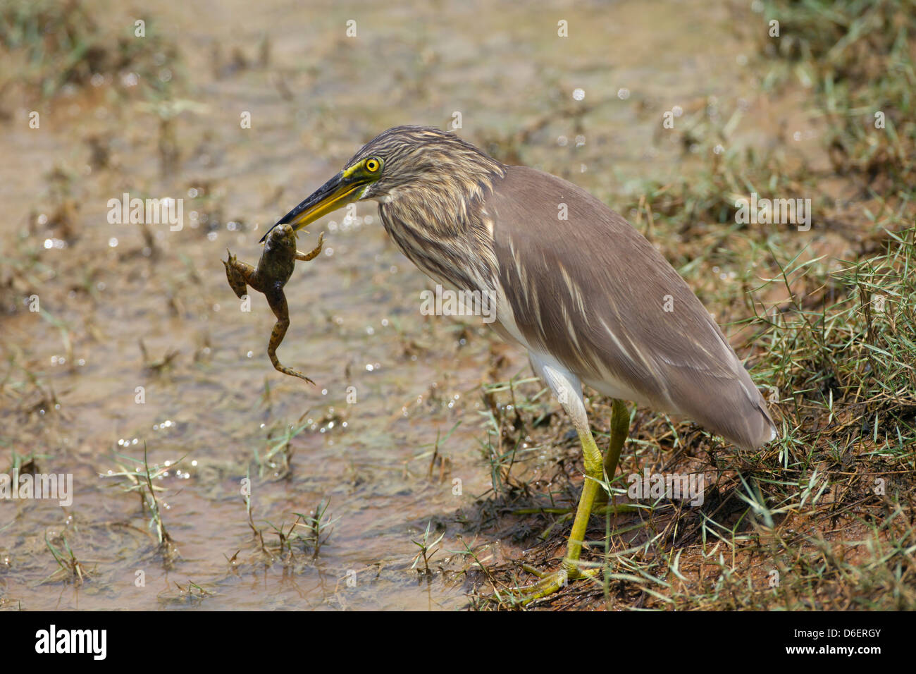 Pond Heron Ardeola grayii with captured Frog Stock Photo - Alamy