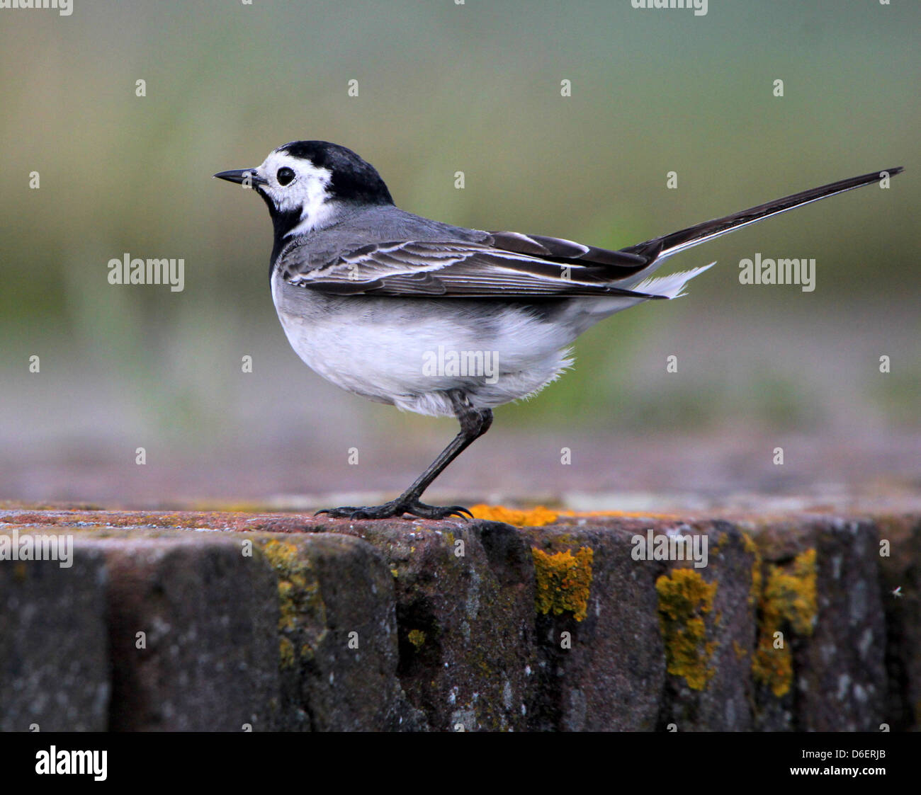 Detailed portrait of a White wagtail (Motacilla alba) posing on the ...