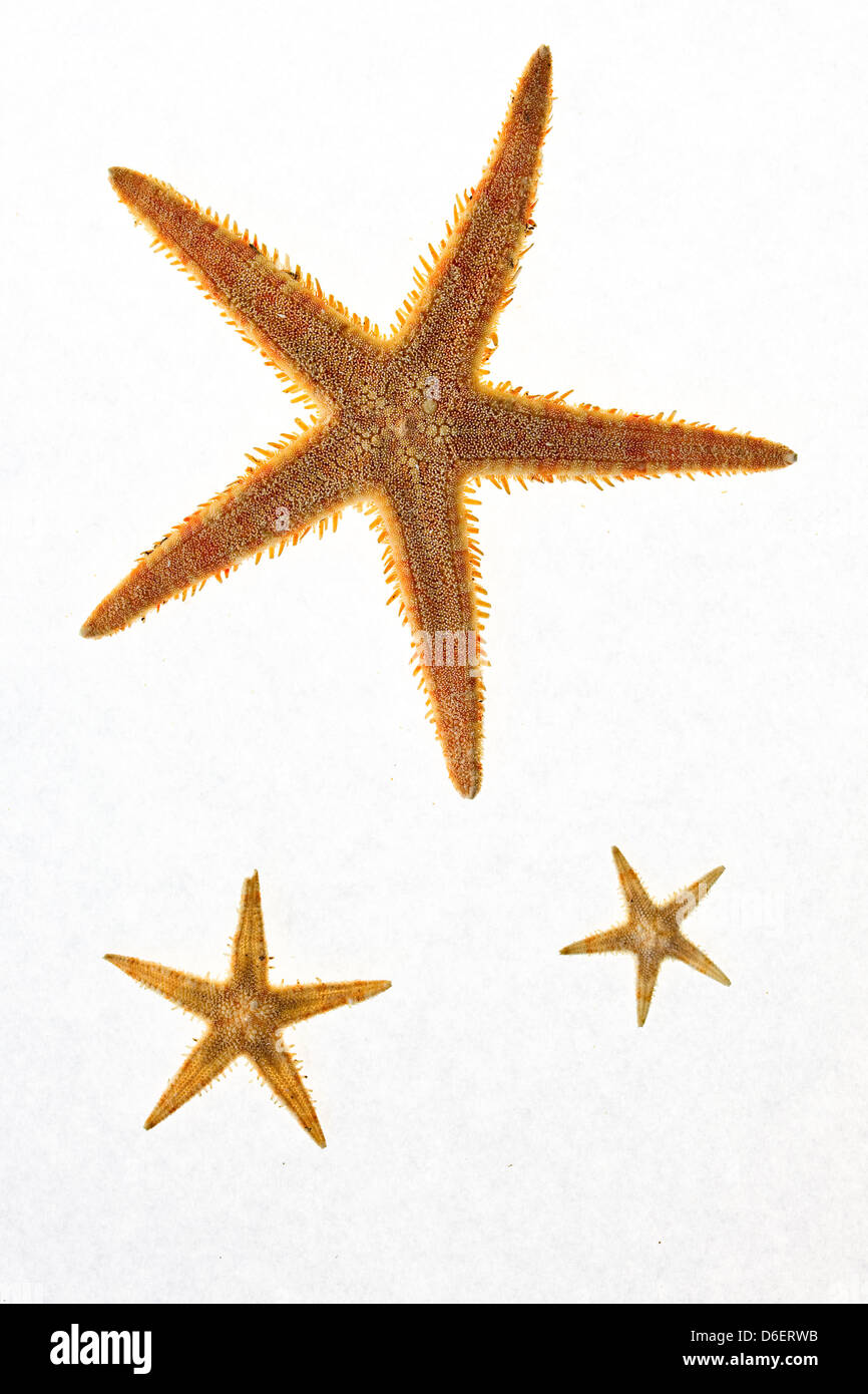 Photograph showing three starfish of different sizes against a white ...