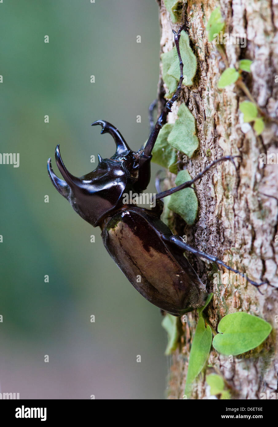 Rain Beetle High Resolution Stock Photography and Images - Alamy