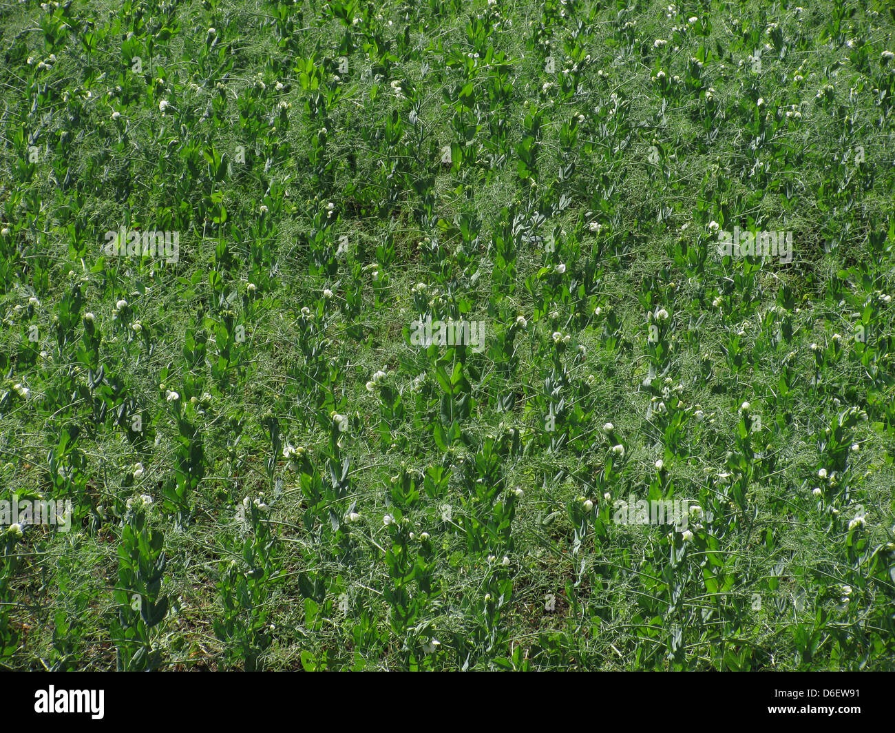 Pea peas blossom hi-res stock photography and images - Alamy