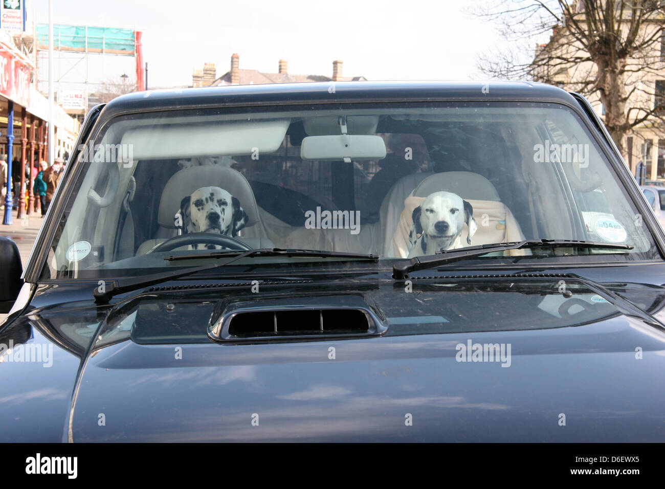 A Doggy day out behind the wheel Stock Photo - Alamy