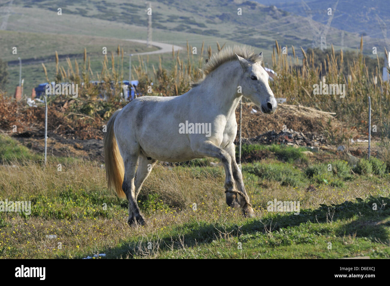 Grey roan horse hi-res stock photography and images - Alamy
