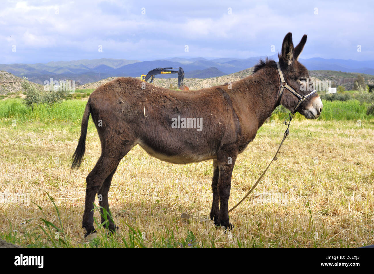 Donkey bound on a dry field Stock Photo - Alamy
