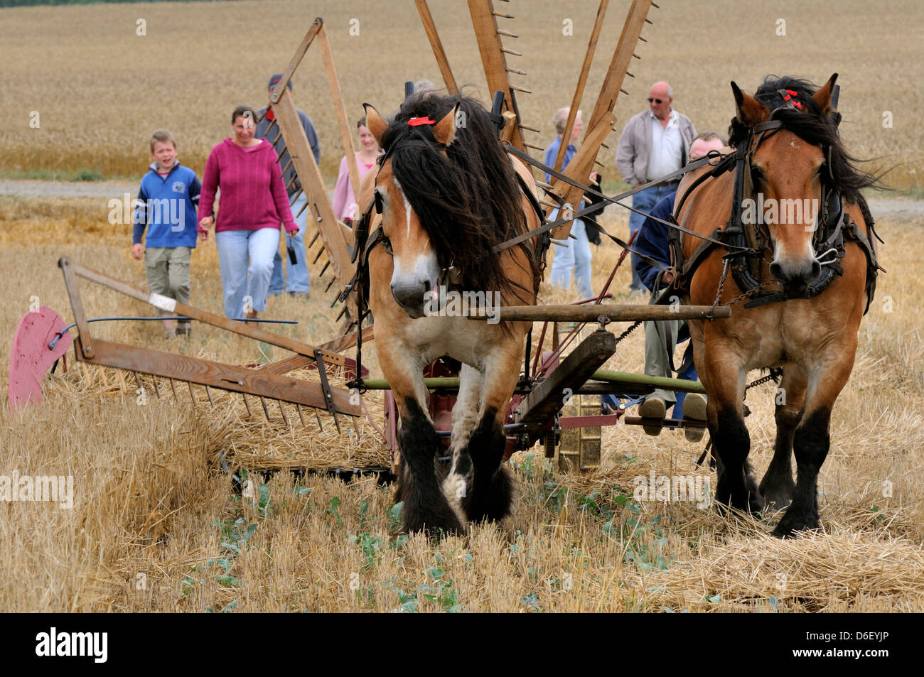 Cart-horses in front of an oldfashioned binder harvesting a field Stock ...