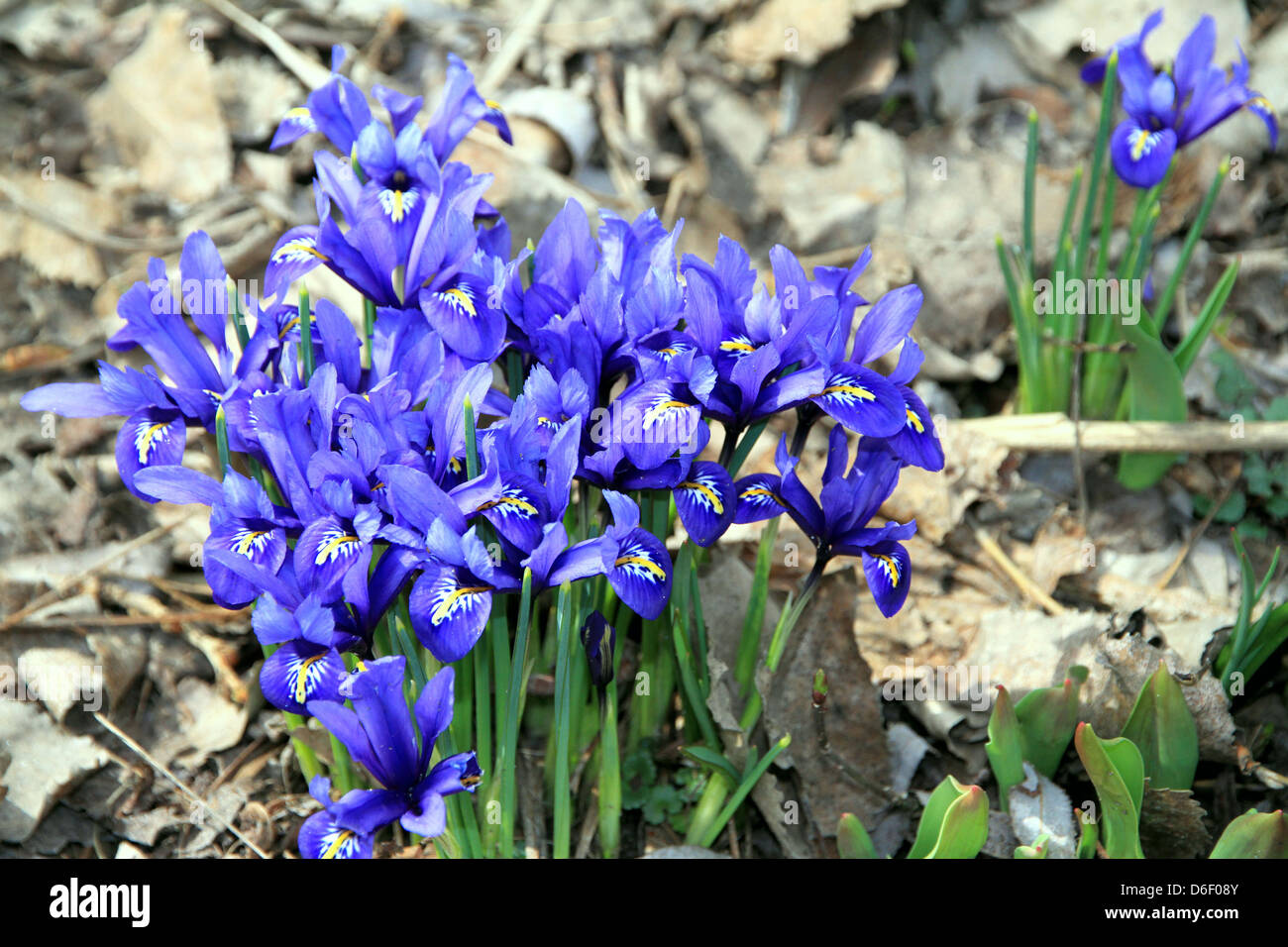 Beautiful squill hi-res stock photography and images - Alamy
