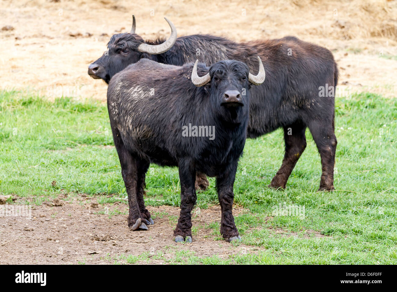 Long haired black buffalos in the pasture Stock Photo - Alamy