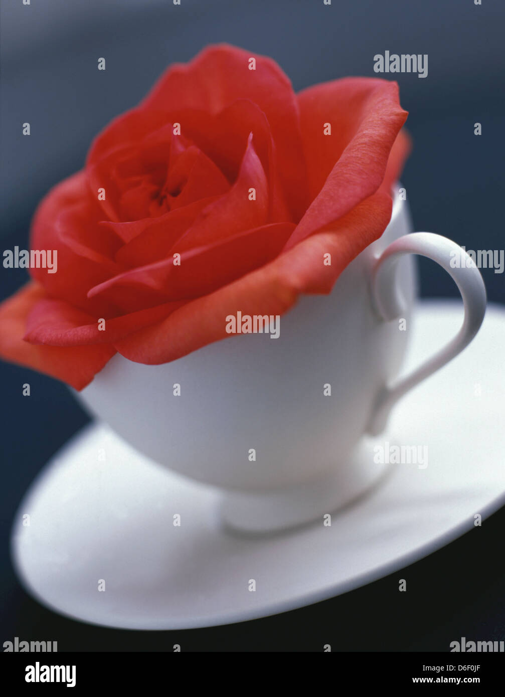 Rose and cup hi-res stock photography and images - Alamy