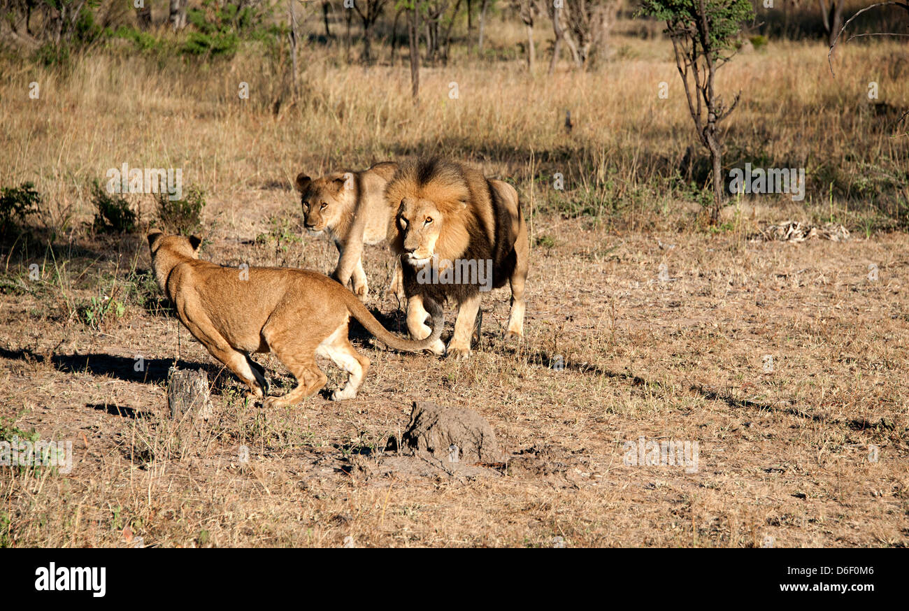 Male Lion Chasing Prey