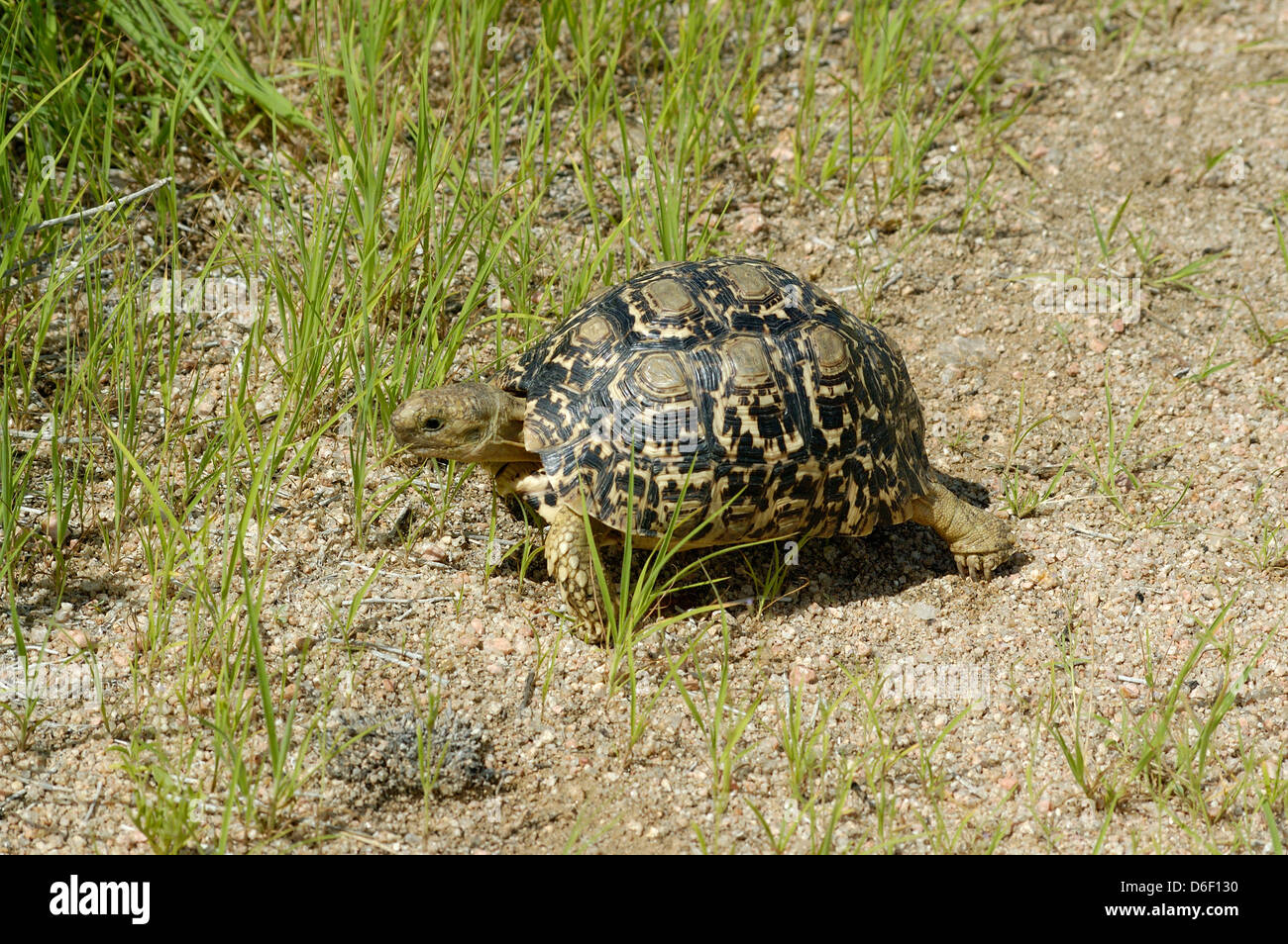 Leopard tortoise namibia hi-res stock photography and images - Alamy