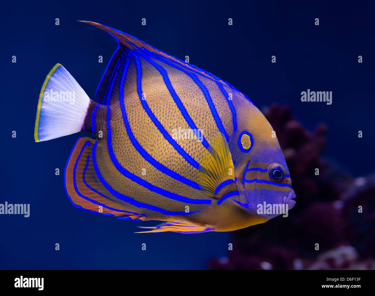 Angel fish hi-res stock photography and images - Alamy