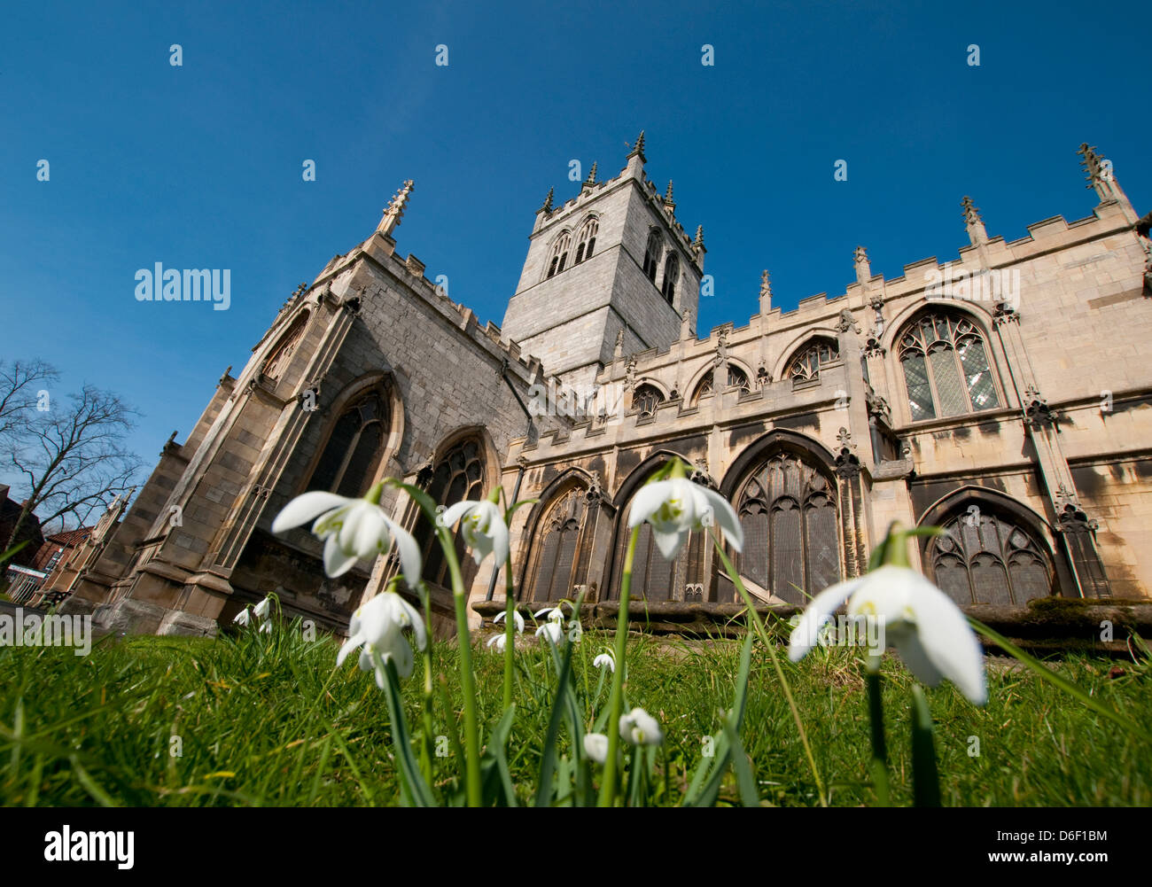 Snowdrops at the Church of St Swithun in Retford, Nottinghamshire ...