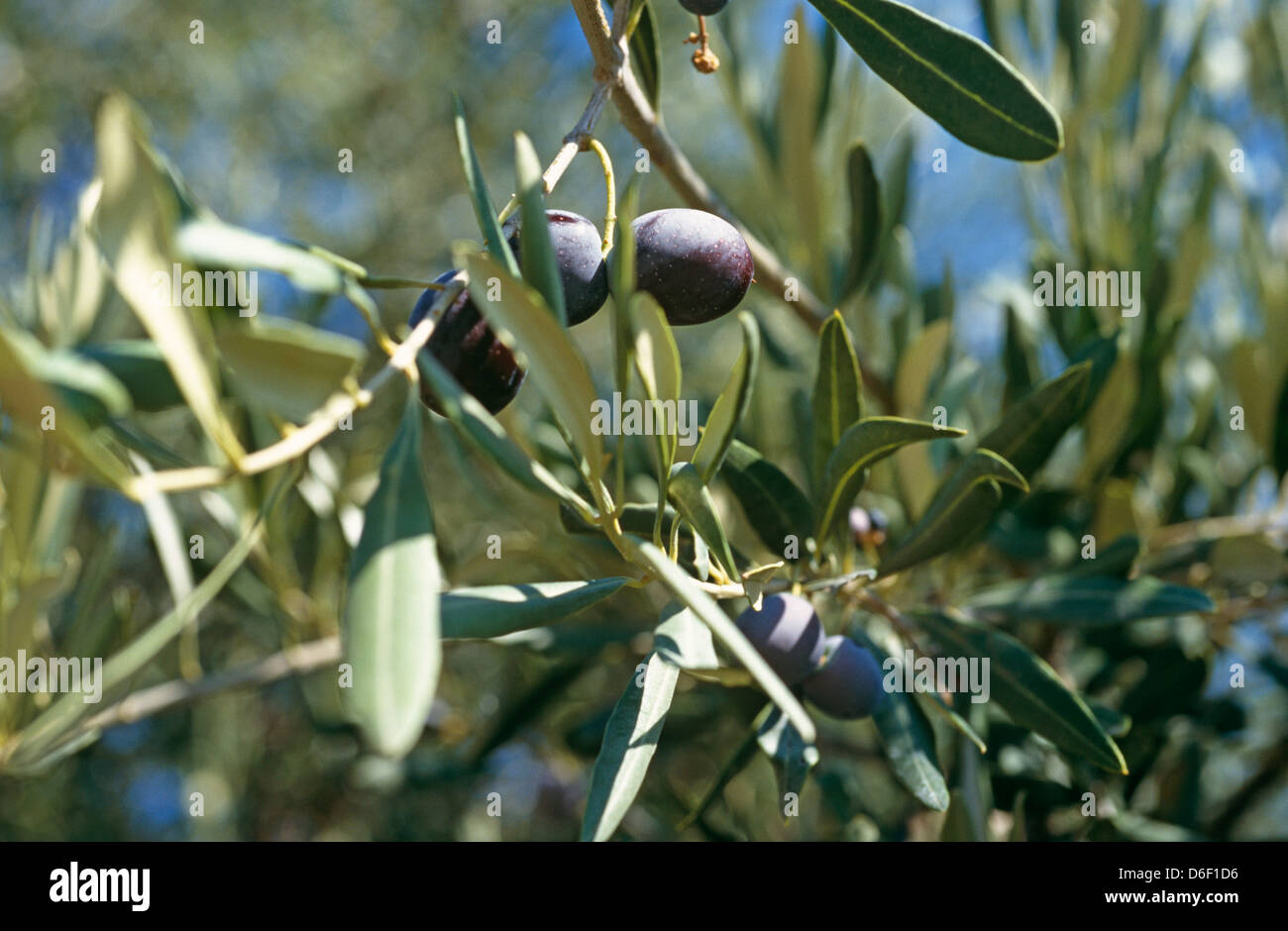 Black Olives Growing on a tree Stock Photo - Alamy