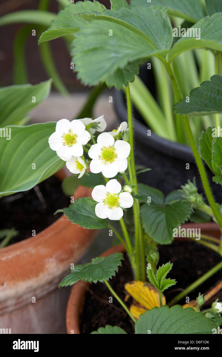 Garden berry photos hi-res stock photography and images - Alamy