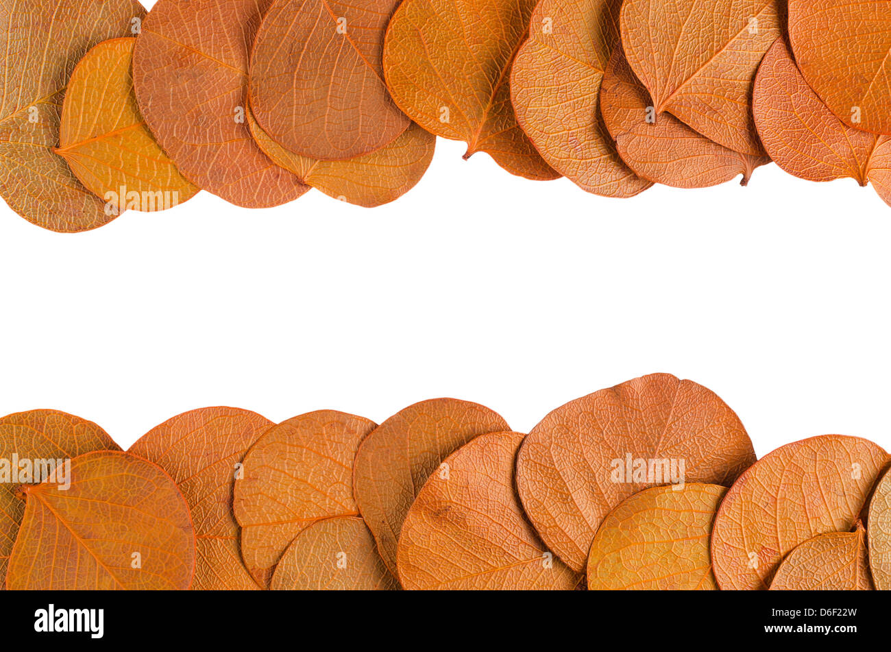 Autumn leaves border on horizontal white background Stock Photo - Alamy