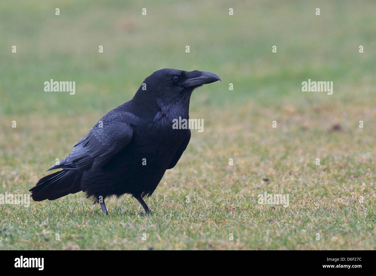 Raven tail hi-res stock photography and images - Alamy