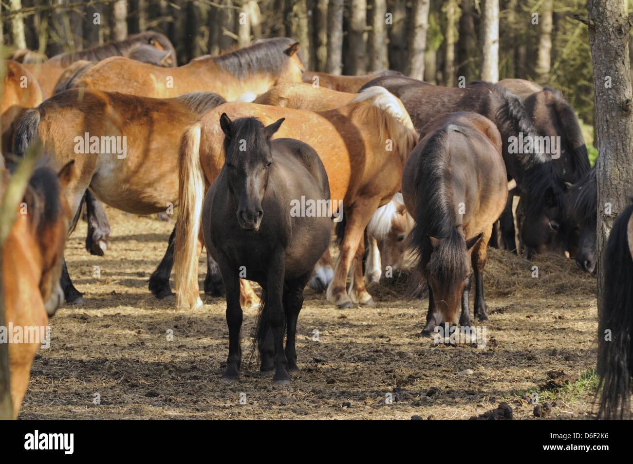 Gotland ponies in a pine forest on Gotland Stock Photo - Alamy