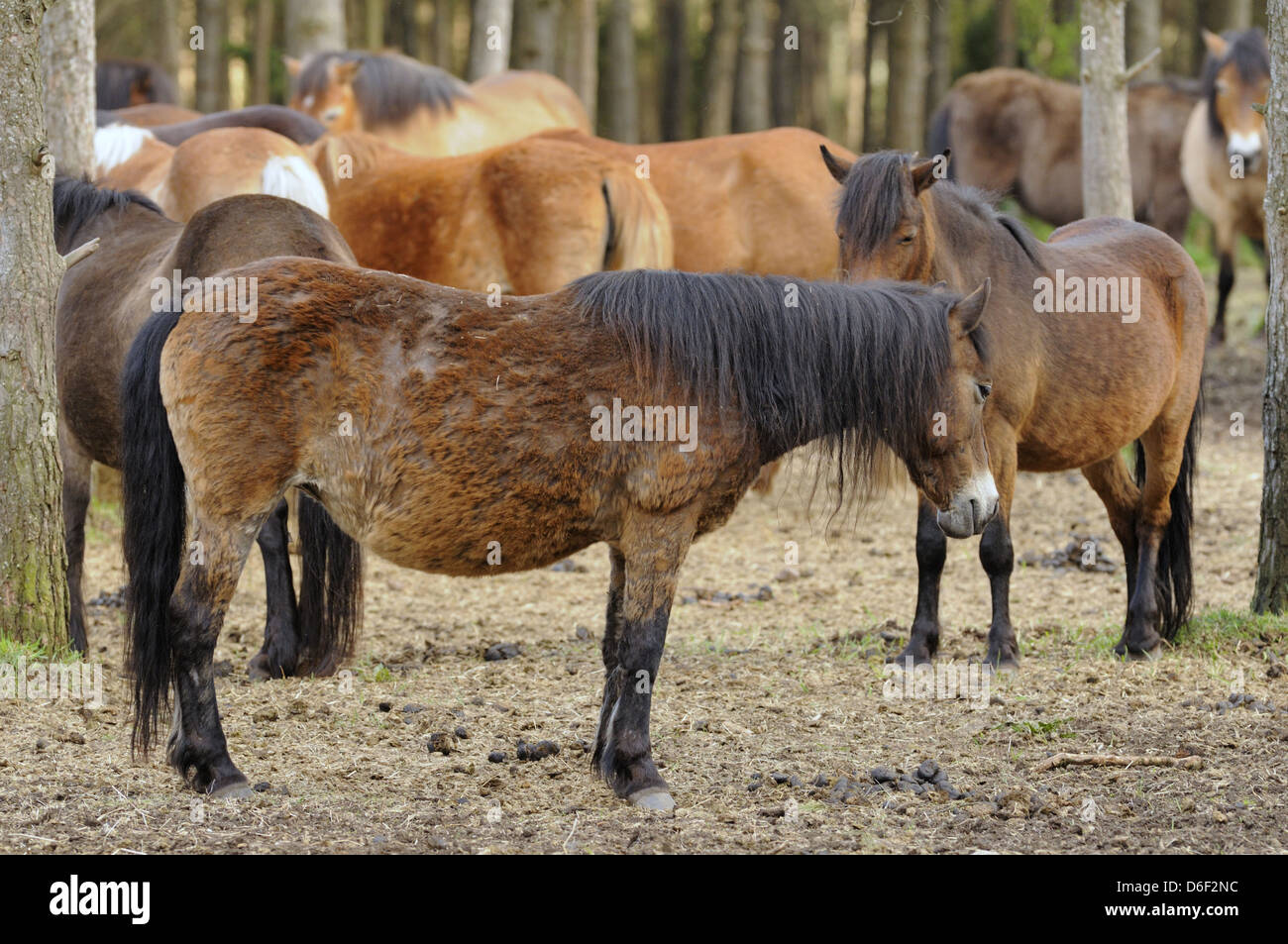 Gotland ponies in a pine forest on Gotland Stock Photo - Alamy