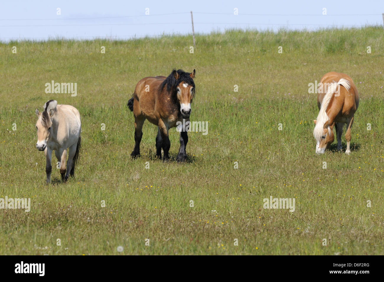 Horses feeding on their enclosed pasture-land Stock Photo - Alamy